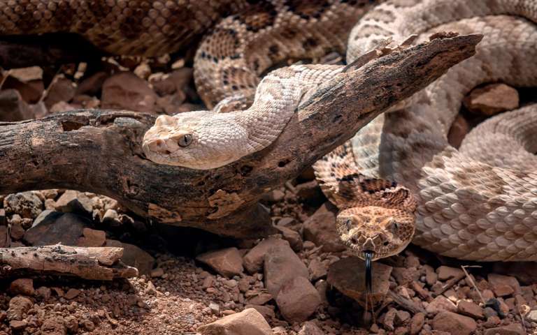 Descubre 5 Asombrosas Especies Endémicas De México Michin Puebla Aquarium